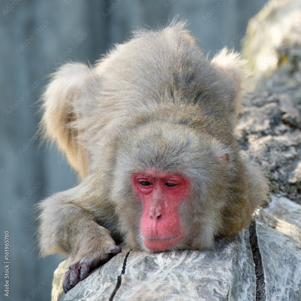 Japanmakak (Macaca fuscata) mit entspannten Blick Stock Photo | Adobe Stock