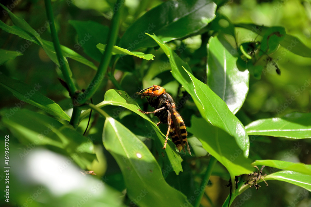 Japanese giant hornet - Vespa mandarinia japonica. Stock Photo | Adobe ...