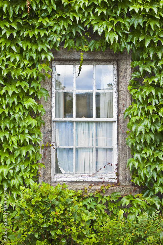 Typical old irish window with wall covered in ivy (Ireland) Stock Photo ...
