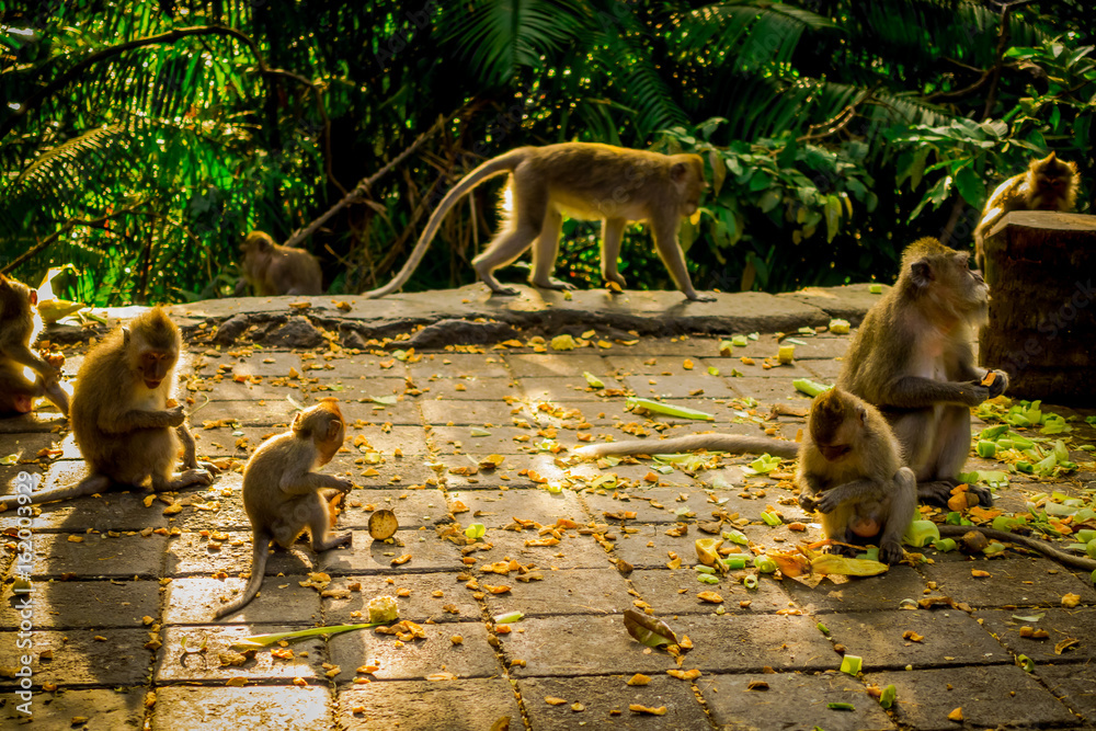 Beautiful group of long-tailed macaques Macaca fascicularis in The Ubud ...