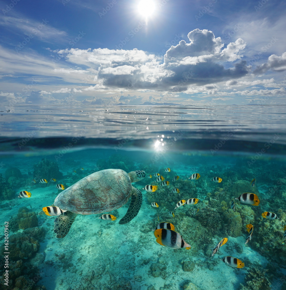 Over and under sea surface, tropical fish with a turtle underwater and ...
