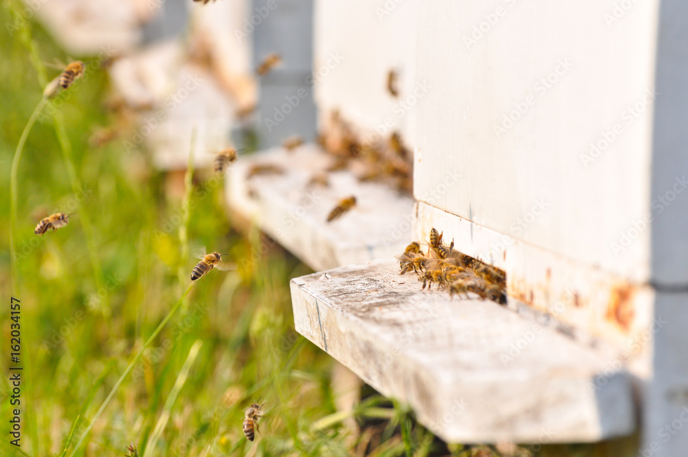 Hives in an apiary. Bees flying to the landing boards and enter the ...