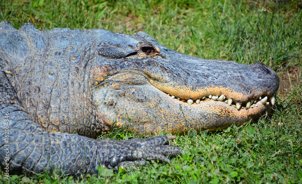 An alligator is a crocodilian in the genus Alligator of the family ...