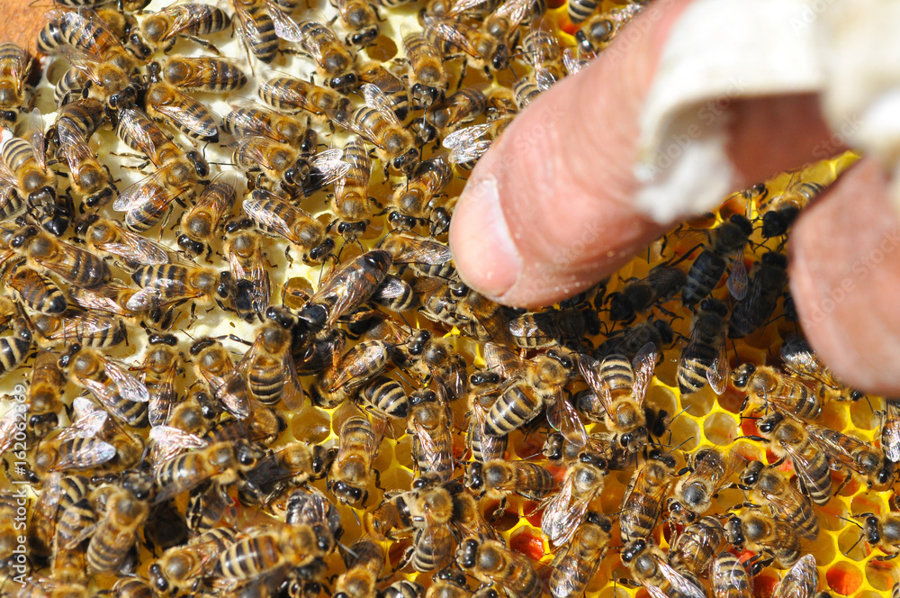 Mistress bee colonies. Queen bee is larger than worker bee. Queen bee ...