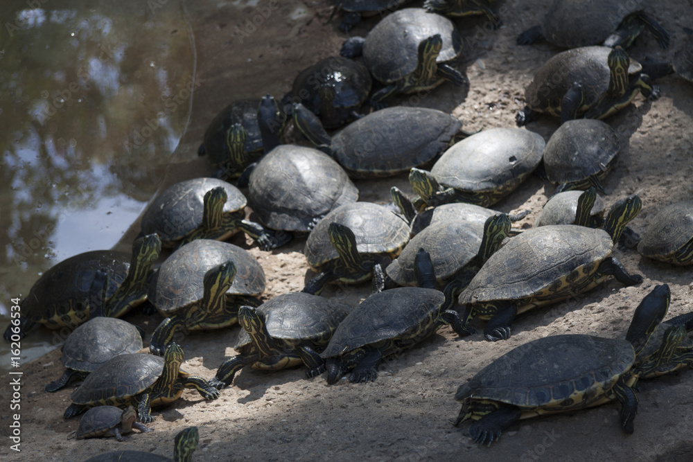 Emydidae Green Turtles in groups in zoo,Parque La Venta, La Venta Park ...