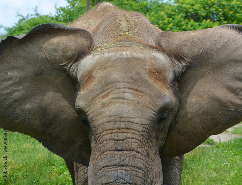 Fotka „Elephants are large mammals of the family Elephantidae and the ...