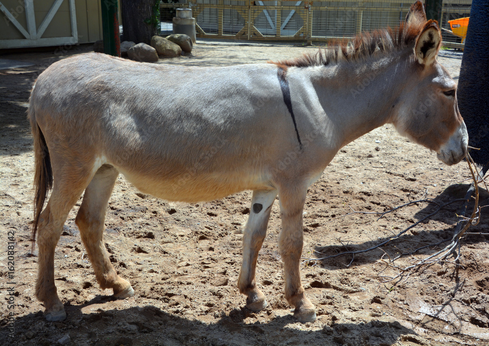 At What Age Is A Poitevin Full Grown