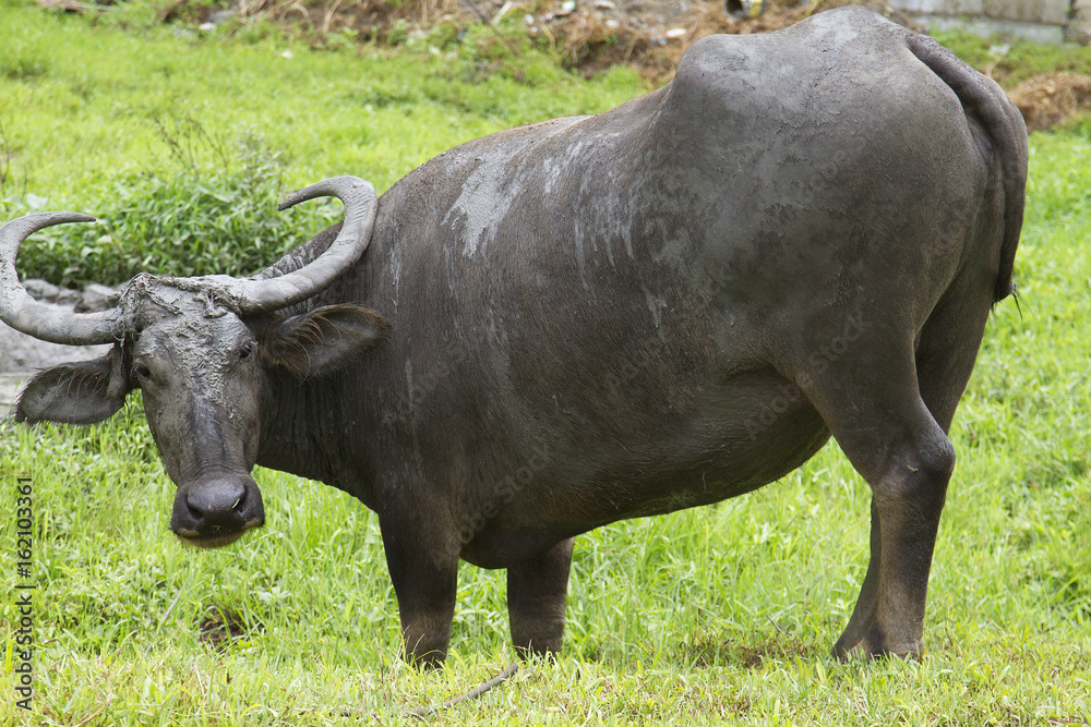 Philippine water buffalo Stock Photo | Adobe Stock