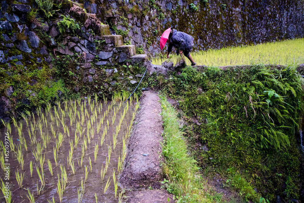 Planting rice at Banaue Rice Terraces, Philippines Stock Photo | Adobe ...