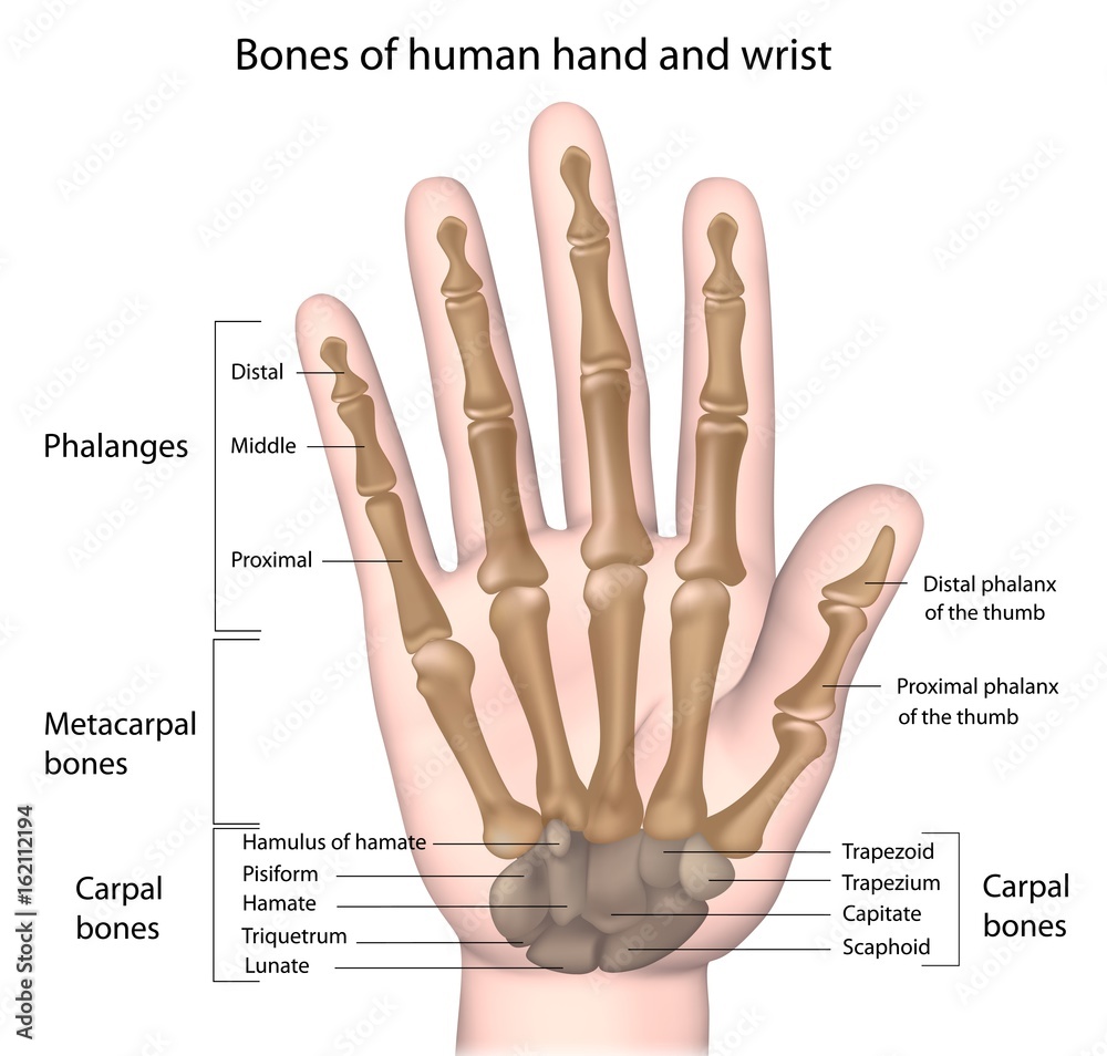 Bones of the hand, labeled. Stock Illustration | Adobe Stock