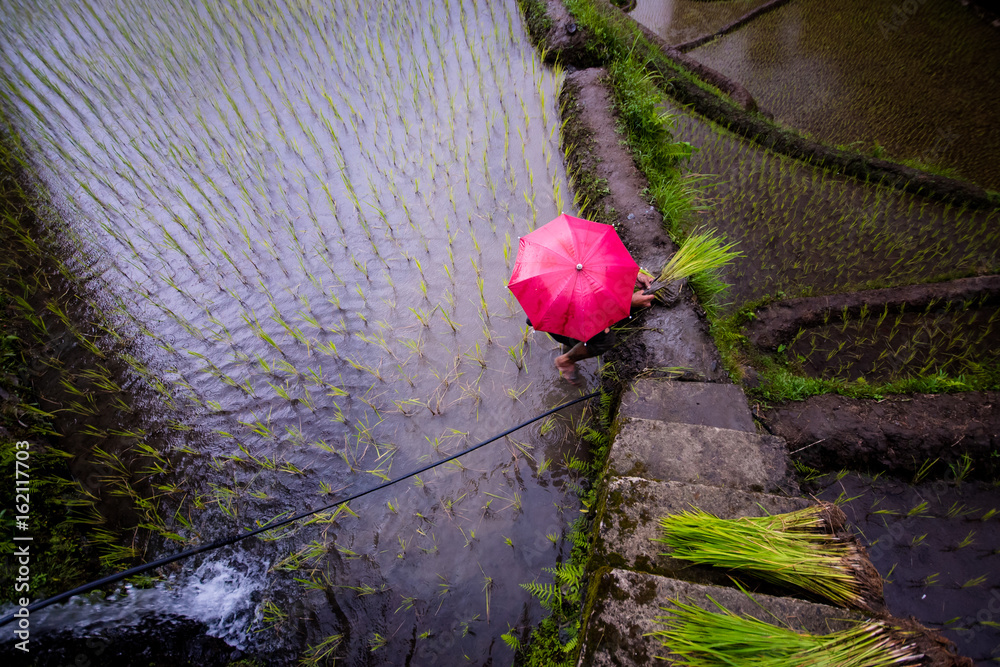 Planting rice at Banaue Rice Terraces, Philippines Stock Photo | Adobe ...