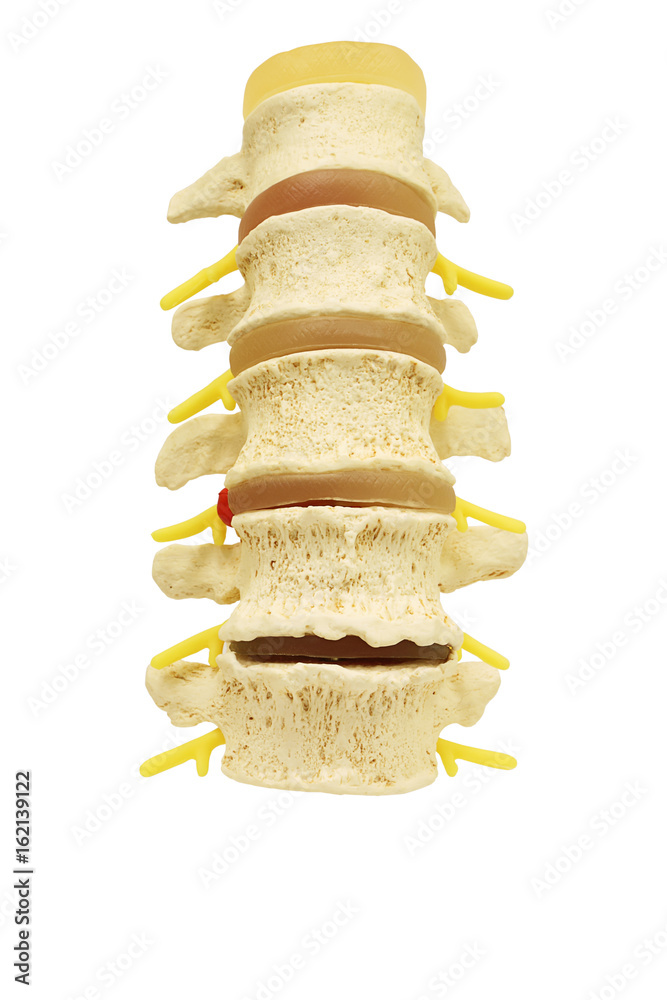Front view of plastic study model backbone spinal nerve isolated with ...