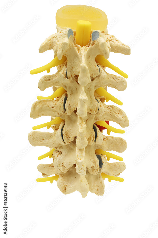 Back view of plastic study model backbone spinal nerve isolated with ...