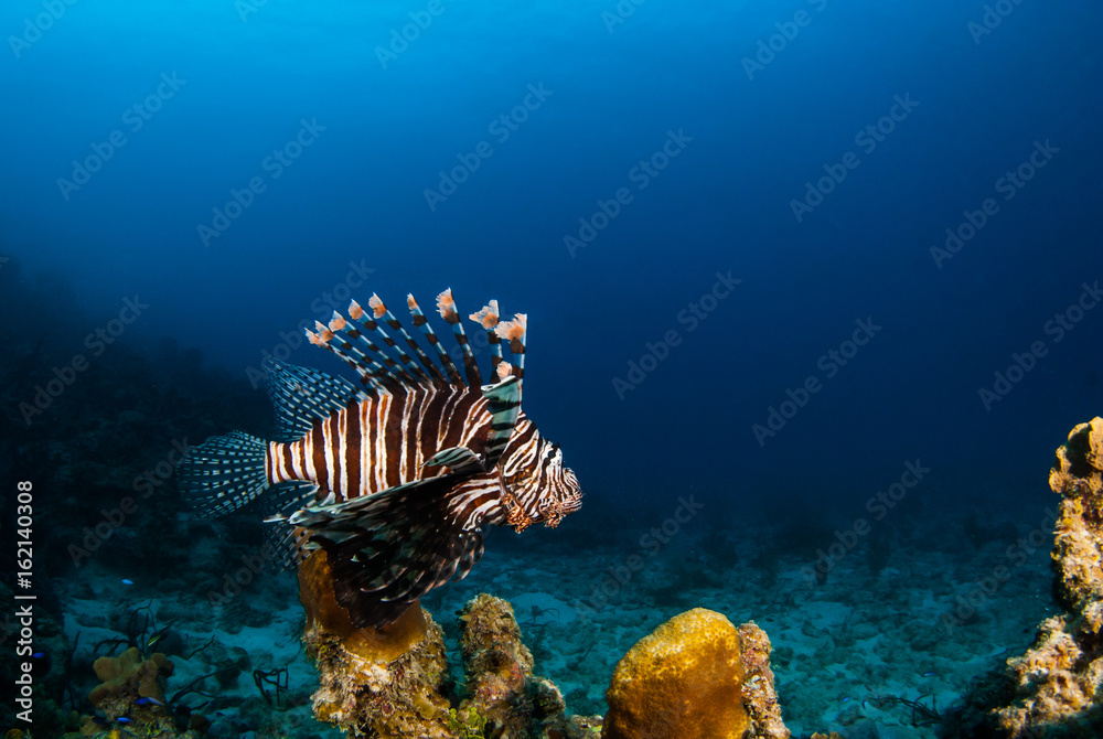The red lionfish is an invasive species in the Caribbean. The pretty ...