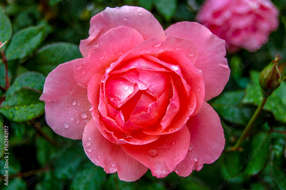 Rose Flower Stock Photo | Adobe Stock