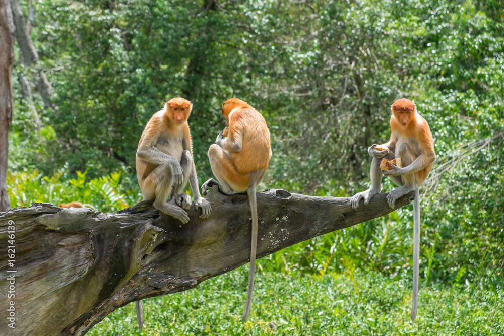 Adult female proboscis monkeys sitting on the wood and waiting for food ...