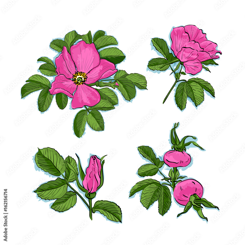Wild Rose Bush Drawing