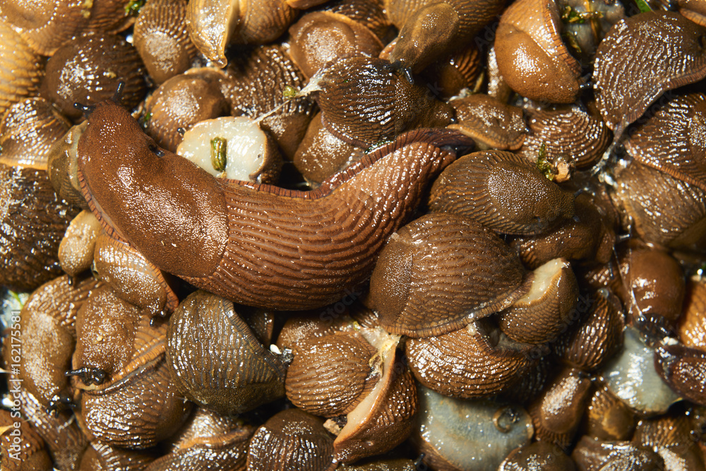 Group of slugs eating in the garden. Spanish slug (Arion vulgaris ...
