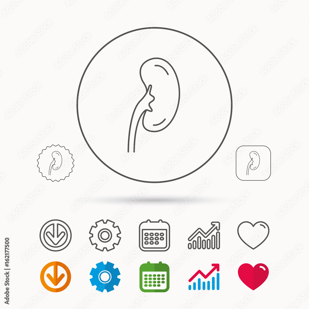 Kidney icon. Transplantation organ sign. Nephrology symbol. Calendar ...