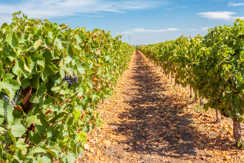 vignoble, alignement de ceps de vigne et sol pierreux Stock Photo ...