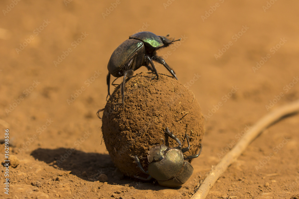 Dung beetles roll a dung ball Stock Photo | Adobe Stock