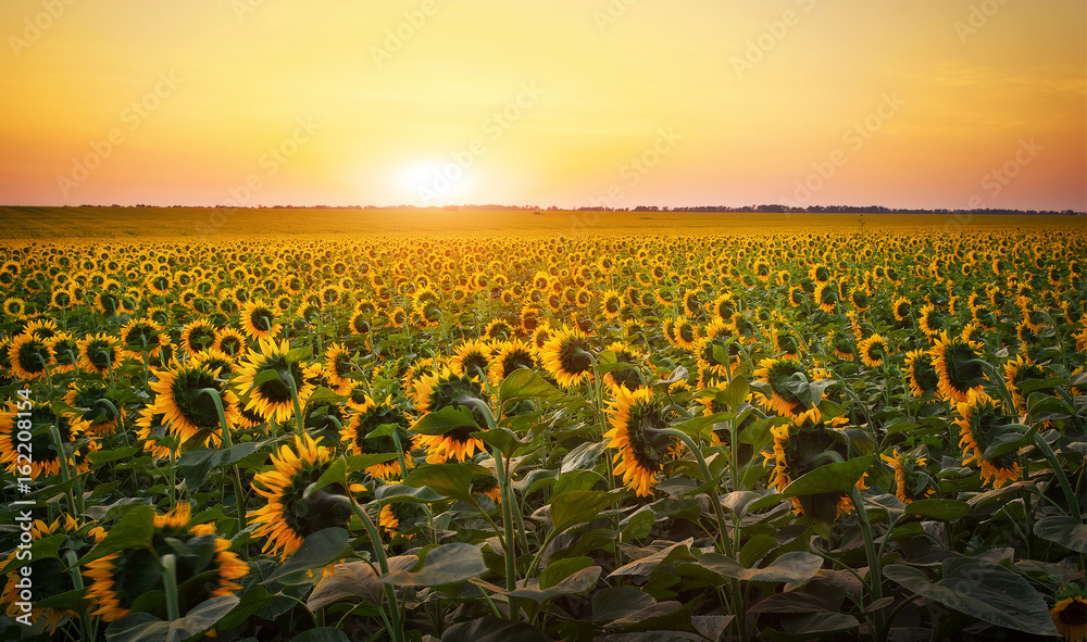 Sunflower Field Sunrise