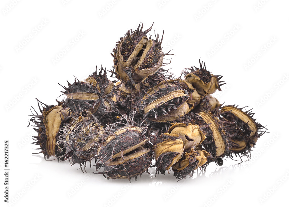 pile of dried Castor, Castor bean, Castor oil plant isolated on white ...