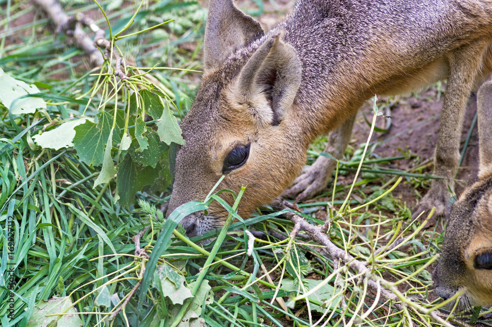 Patagonian Mara Deer