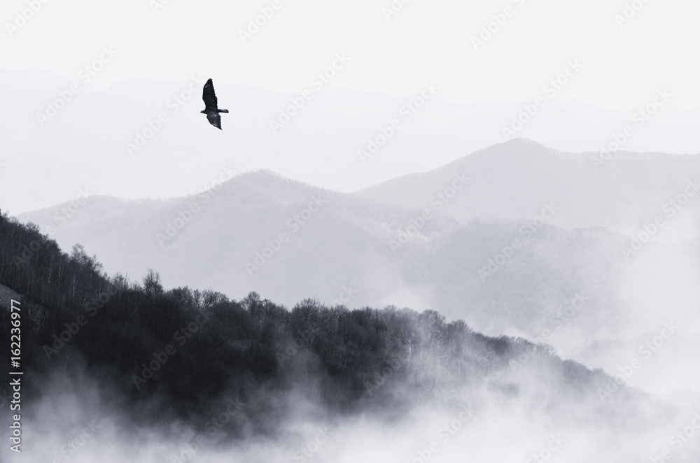 bird flying over misty hills, monochrome nature landscape Stock Photo ...