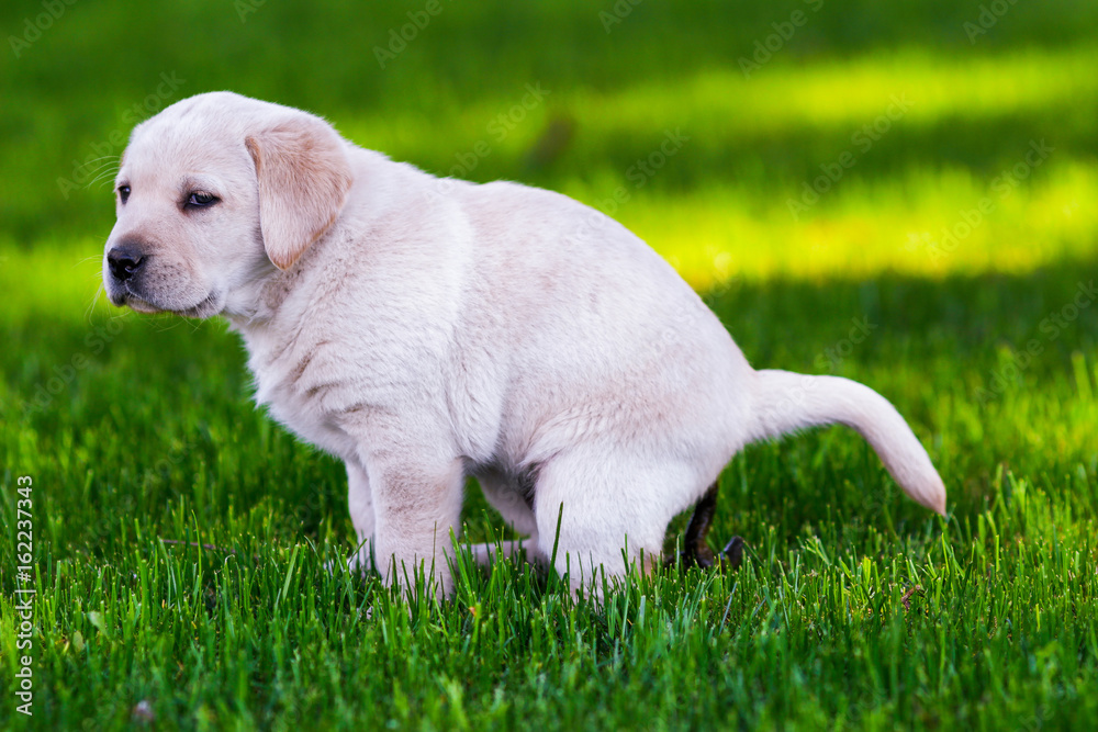 Little labrador pooping in the grass Stock Photo | Adobe Stock