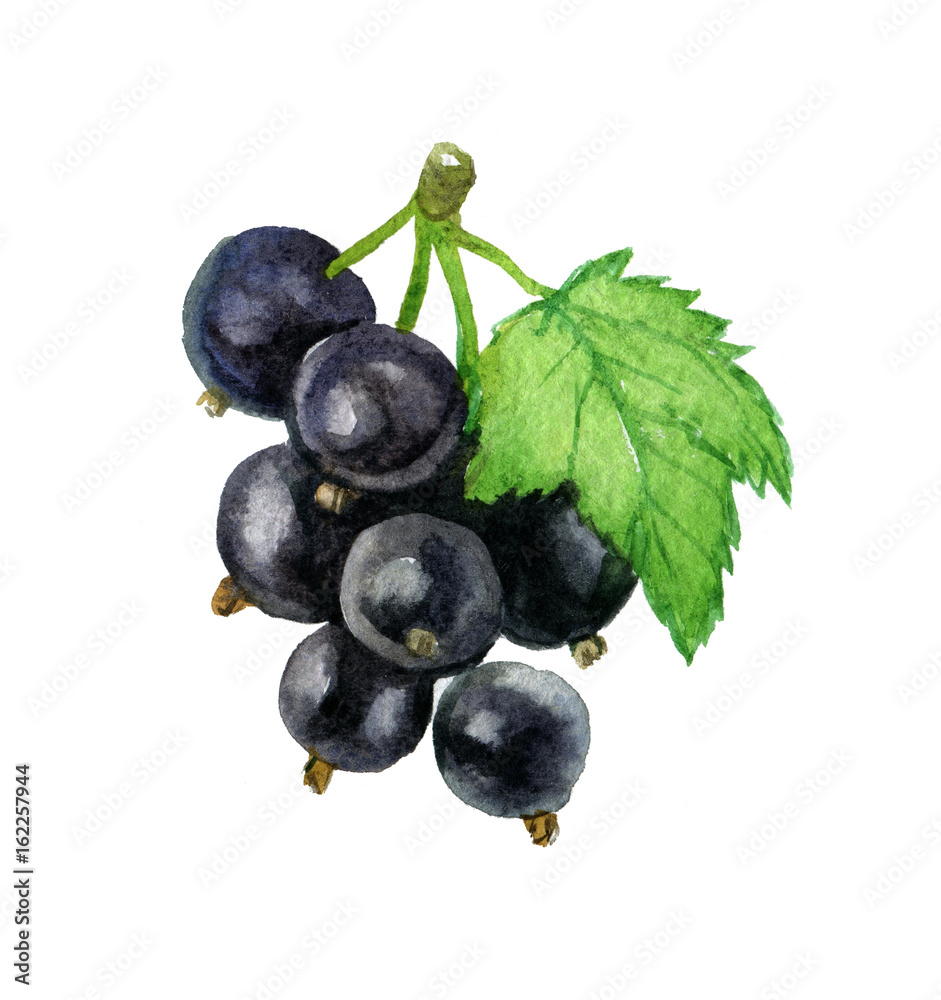 Blackcurrant with leaf isolated on white background, pencil hand draw ...