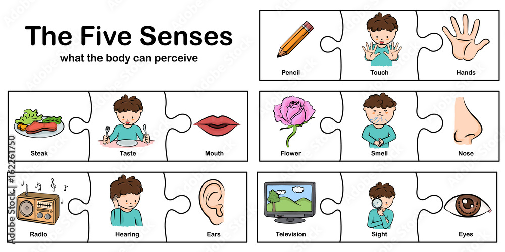 five senses - touch, taste, hearing, sight, smell. - worksheet for ...