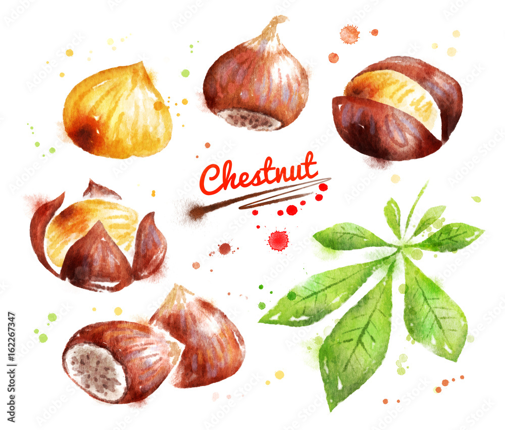 Watercolor illustration of chestnut Stock Photo | Adobe Stock