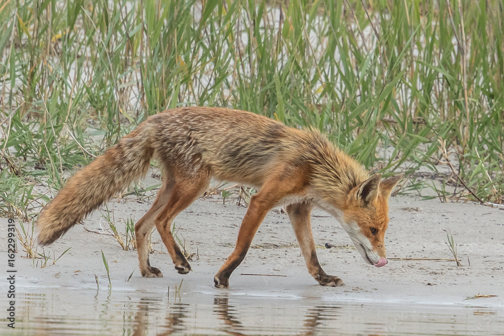 fuchs Stock Photo | Adobe Stock