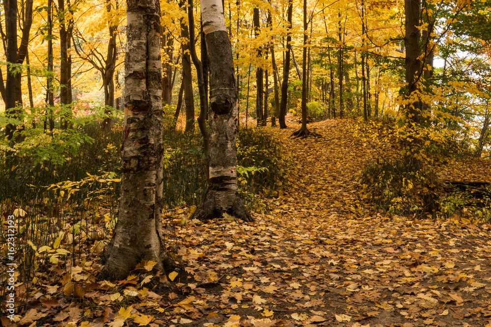 Fall Path Stock Photo | Adobe Stock