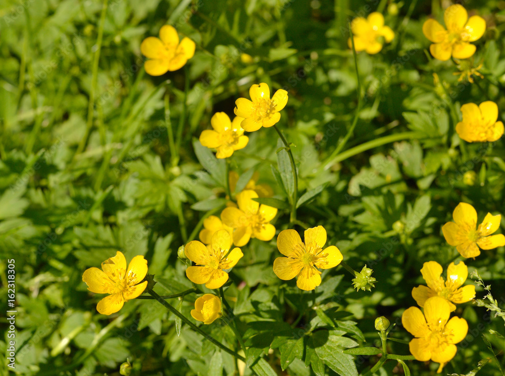 Yellow buttercup flowers. Flowers and seeds of the buttercup are on the ...