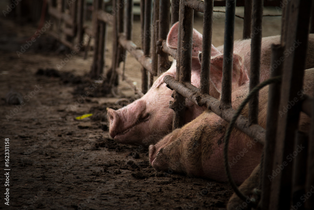 Pig is in old and dirty iron stalls. Stock Photo | Adobe Stock