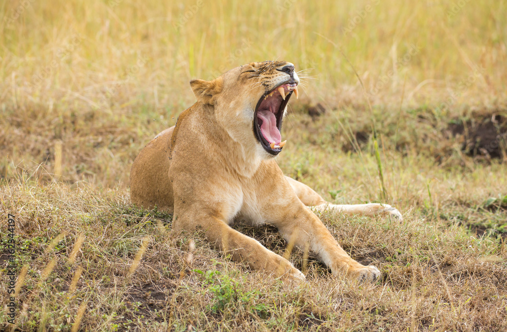 Angry lioness Stock Photo | Adobe Stock