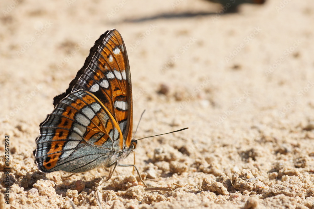 Wing texture Stock Photo | Adobe Stock