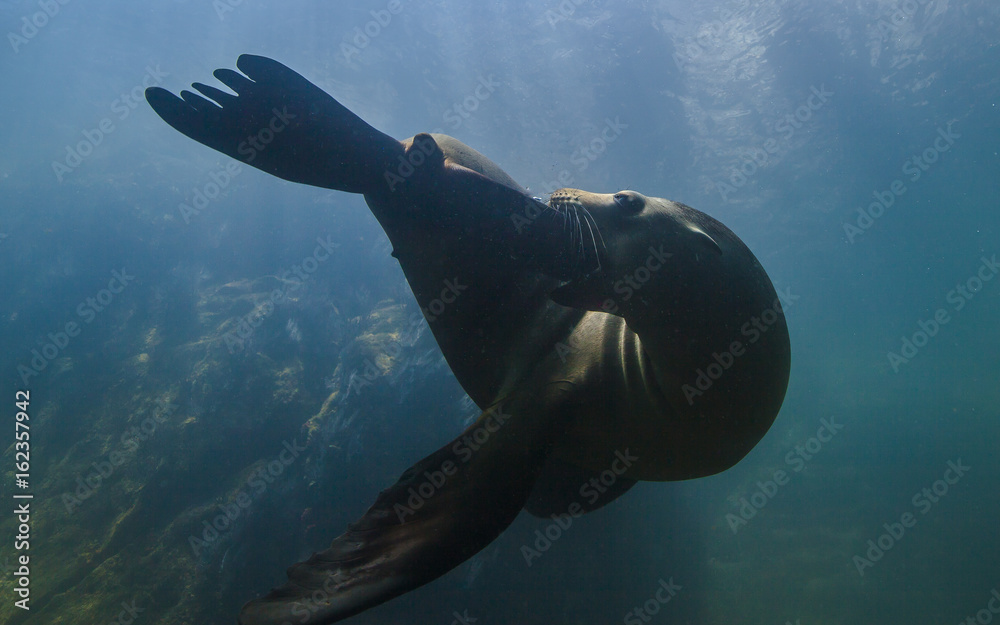 King ot the seas Stock Photo | Adobe Stock