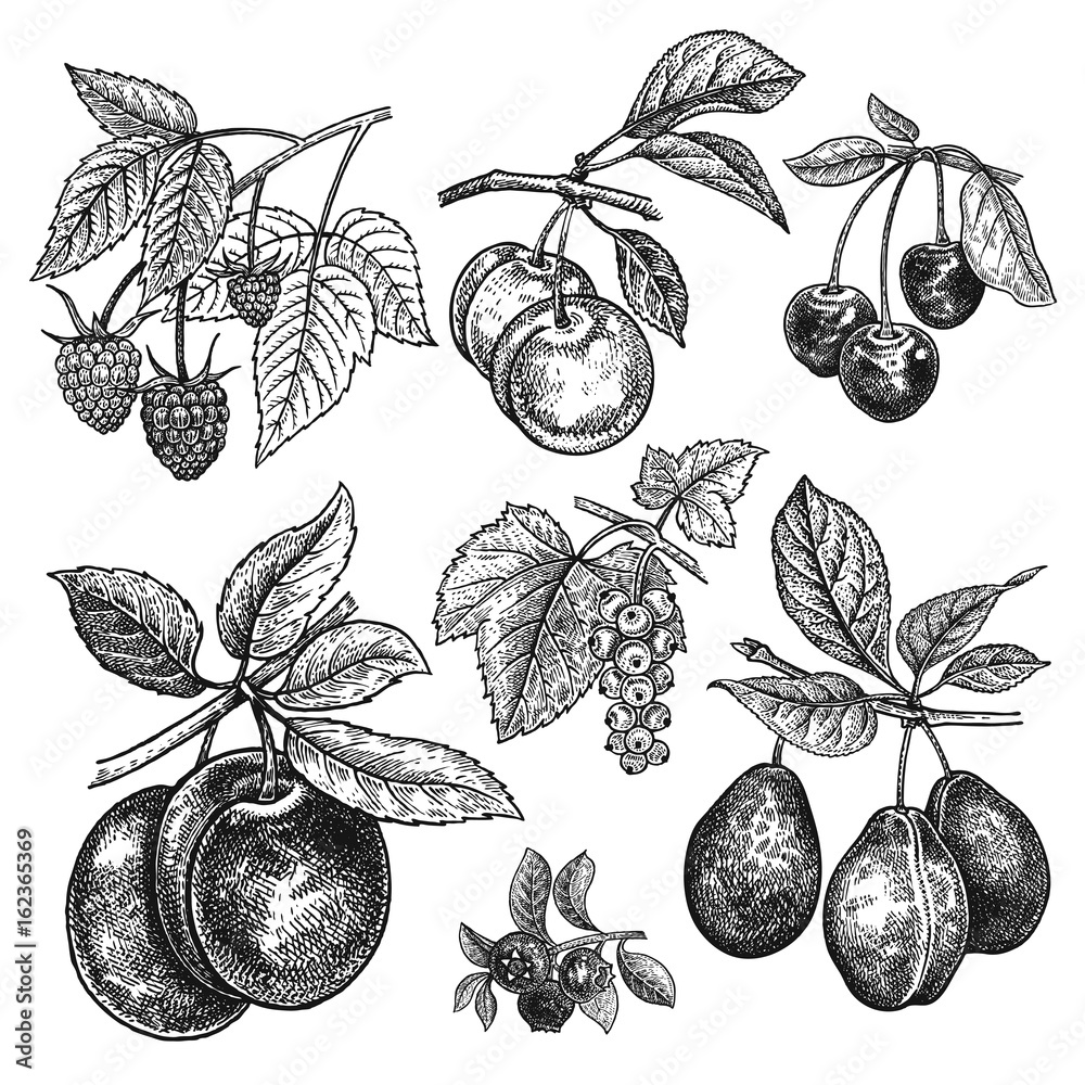 Vintage realistic vector illustration fruits and berries. Stock Vector ...