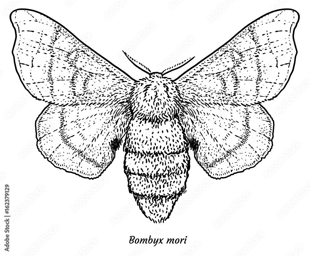 Domesticated silk moth illustration, drawing, engraving, ink, line art ...