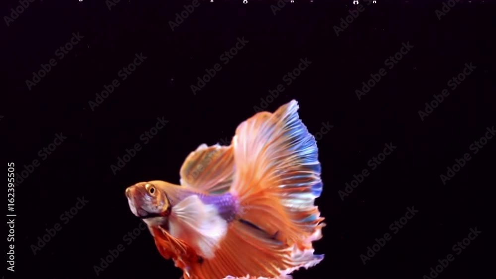 The colourful Siamese fighting fish Betta splendens, also known as Thai ...