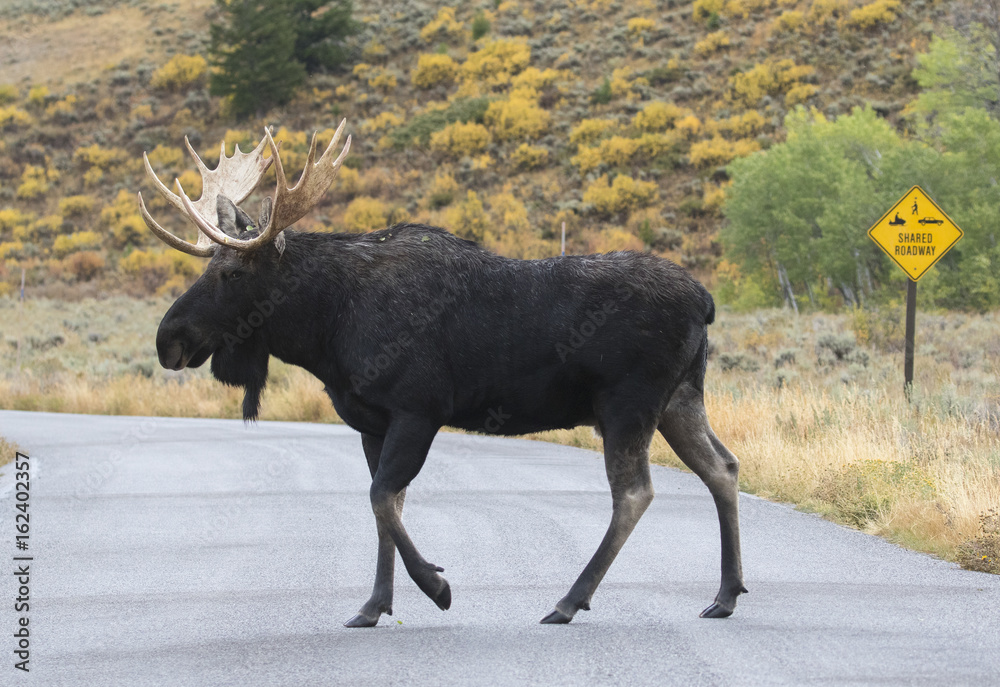 Moose Crossing