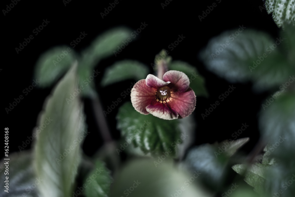 Orange spotted achimenes flower surrounded by green leafs on black ...
