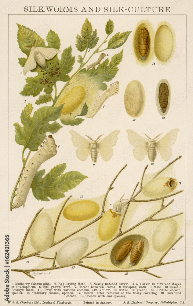 Life Cycle of Silk Worm Stock Photo | Adobe Stock