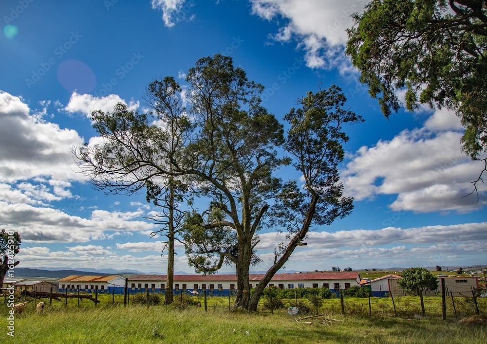Flowers and trees at the Nelson Mandela Museum in Qunu Stock Photo ...