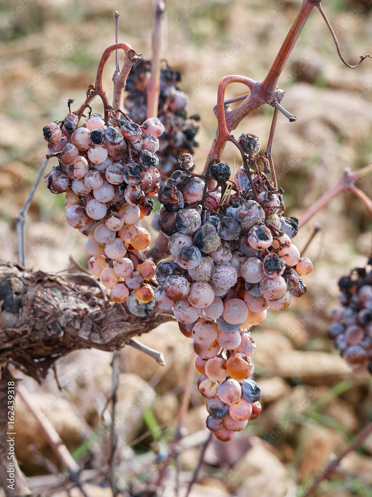 Racimo de Uvas Podridas Abandonadas en la Vid Sin Vendimiar Photos ...
