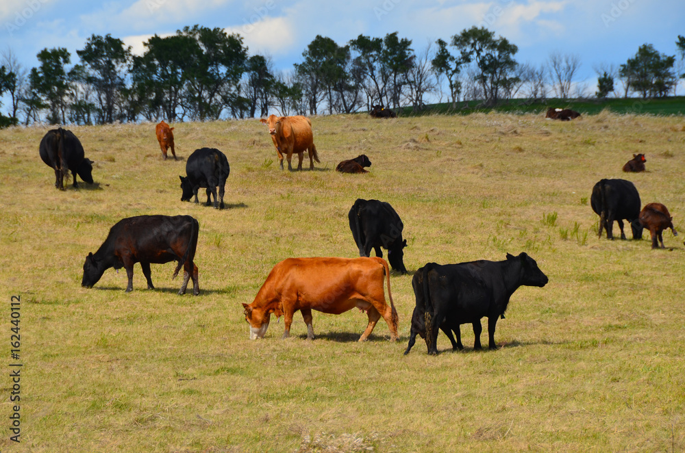 Beef cattle grazing in pasture. Stock Photo | Adobe Stock