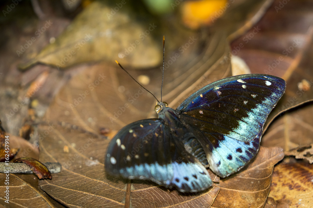 Image of Common Archduke Butterfly(male) (Lexias pardalis dirteana) on ...